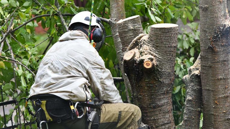 How long does it take to become an Arborist? Does it pay well?