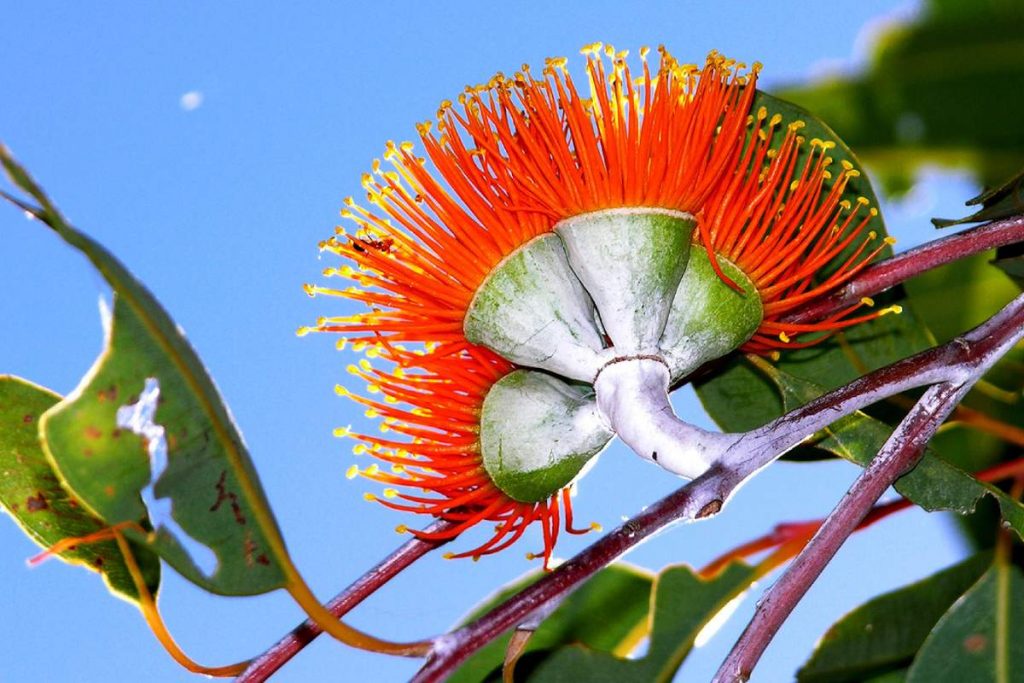 Protected tree species in the Australian states